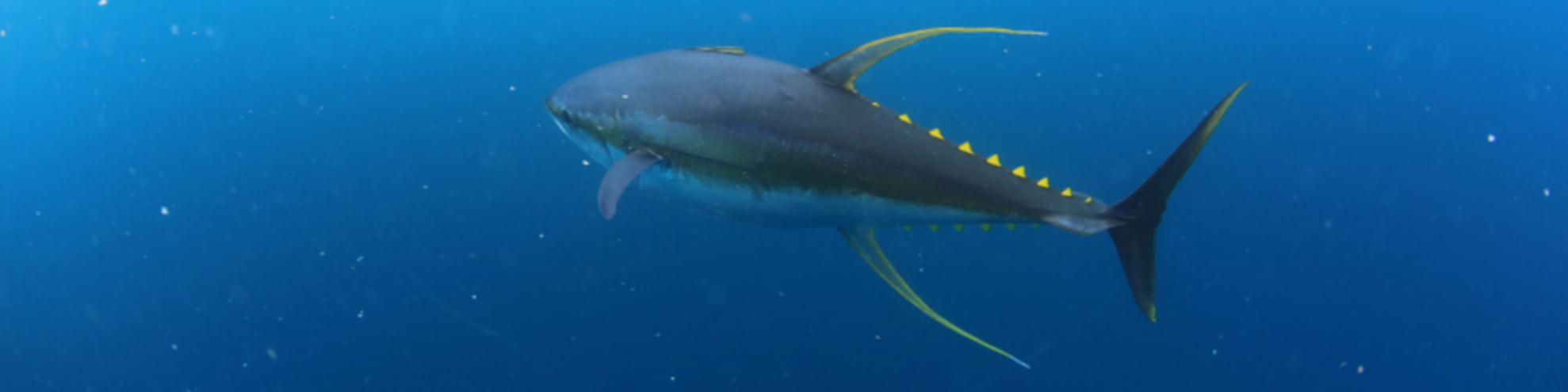 Fishing in the Gulf of Mexico: Popular Fish To Catch