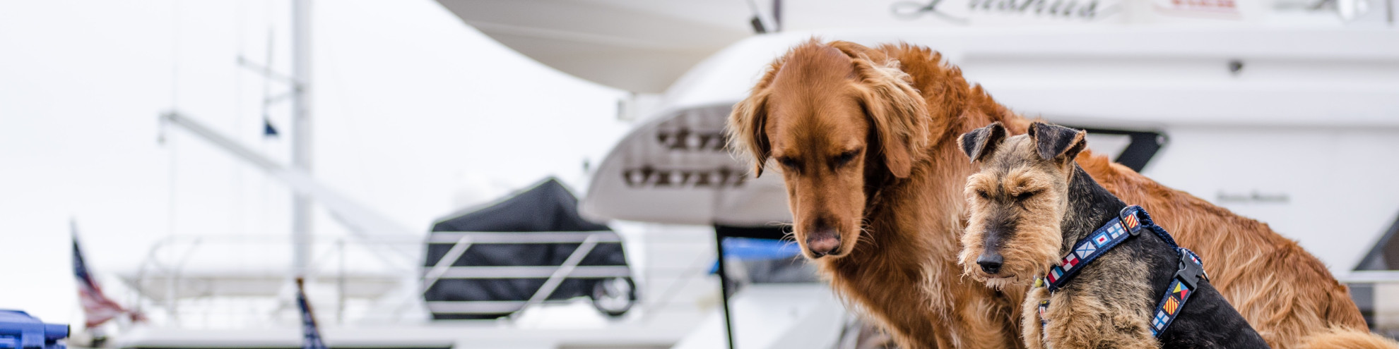Tips for Boating with Dogs: How to Take Your Dog Boating